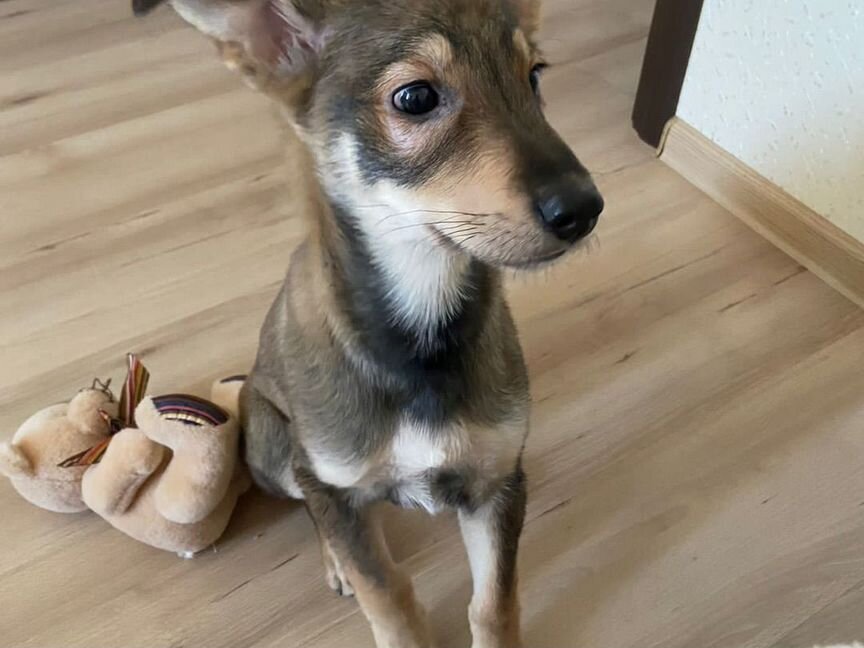 Собака в добрые руки бесплатно