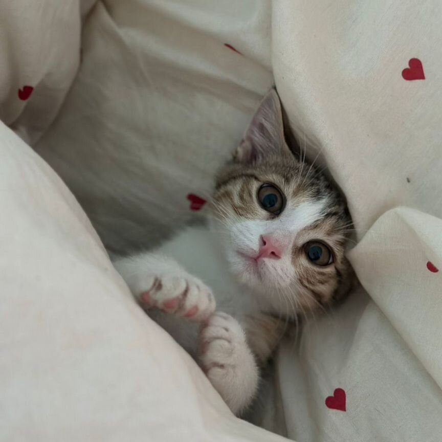 Котенок курильский бобтейл девочка (май)