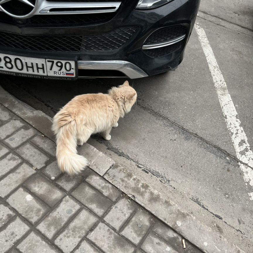 Кошка бегает пушкинская/ворош