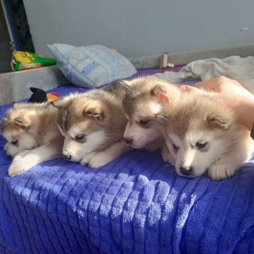 Аляскинский маламут, щенок