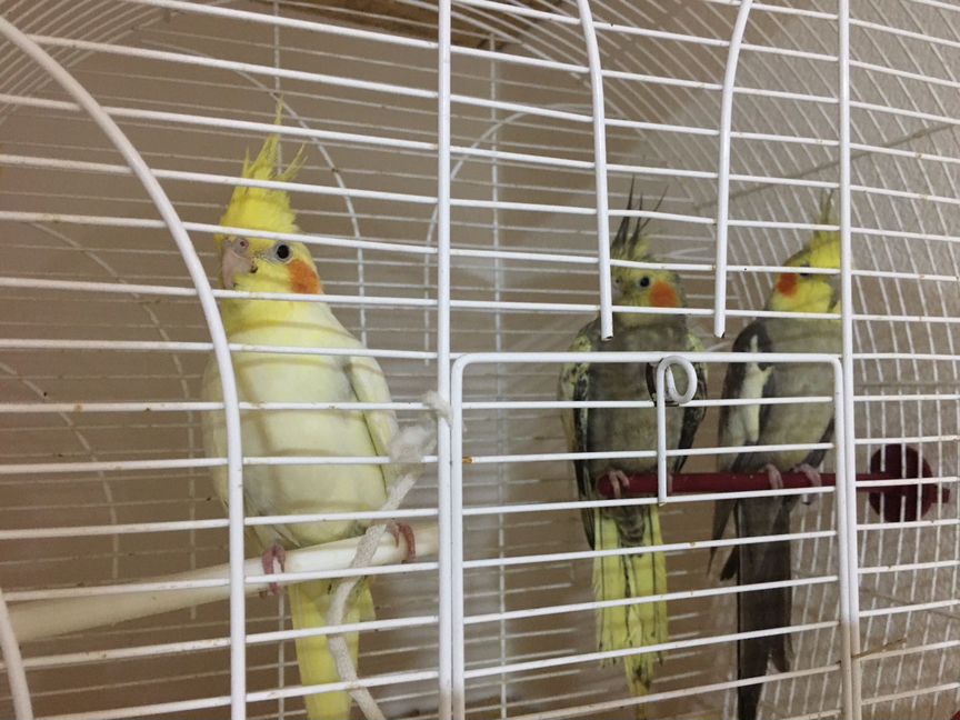 Корелла, Неразлучники, Волнистые попугаи