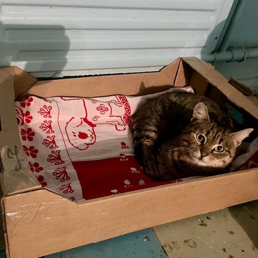 Кошка в добрые руки