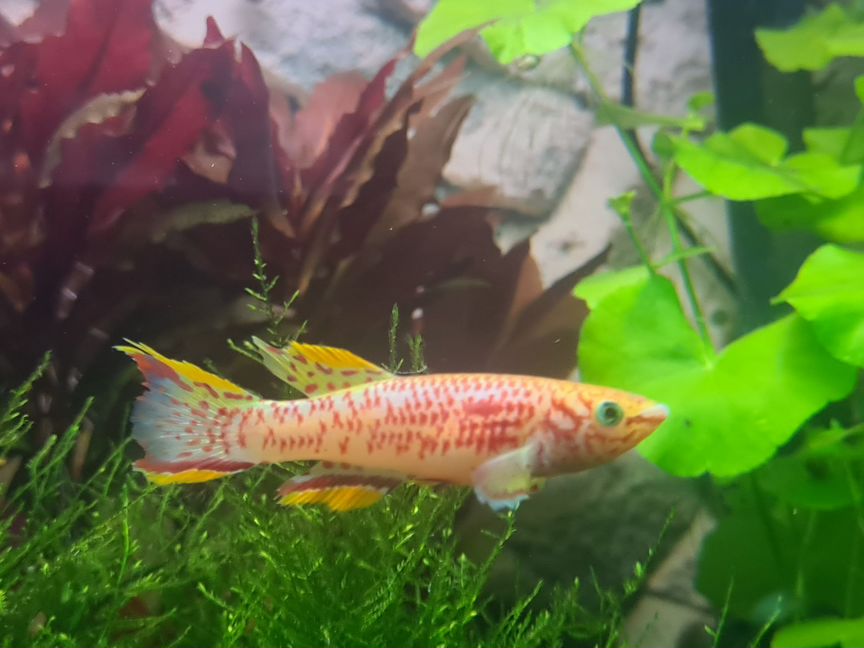 Золотой Фундулус/Fundulopanhax Gardneri