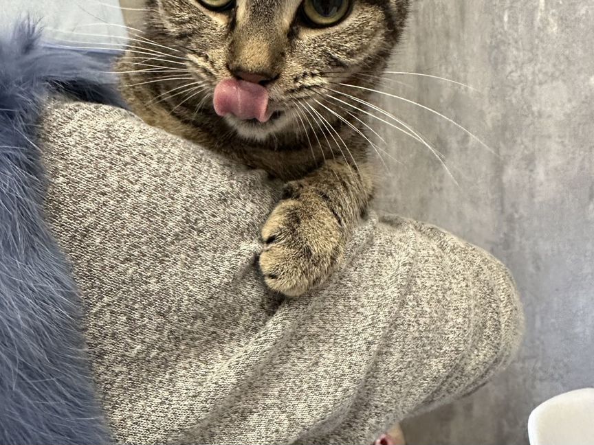 Кошечка в добрые руки Лариса