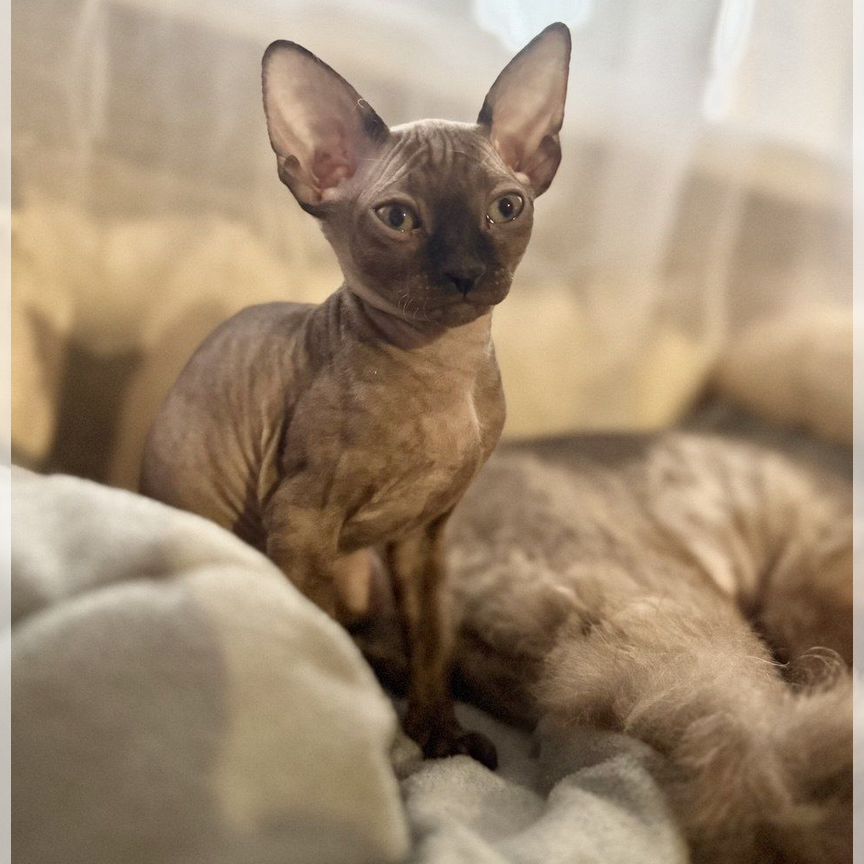 Донской сфинкс котенок