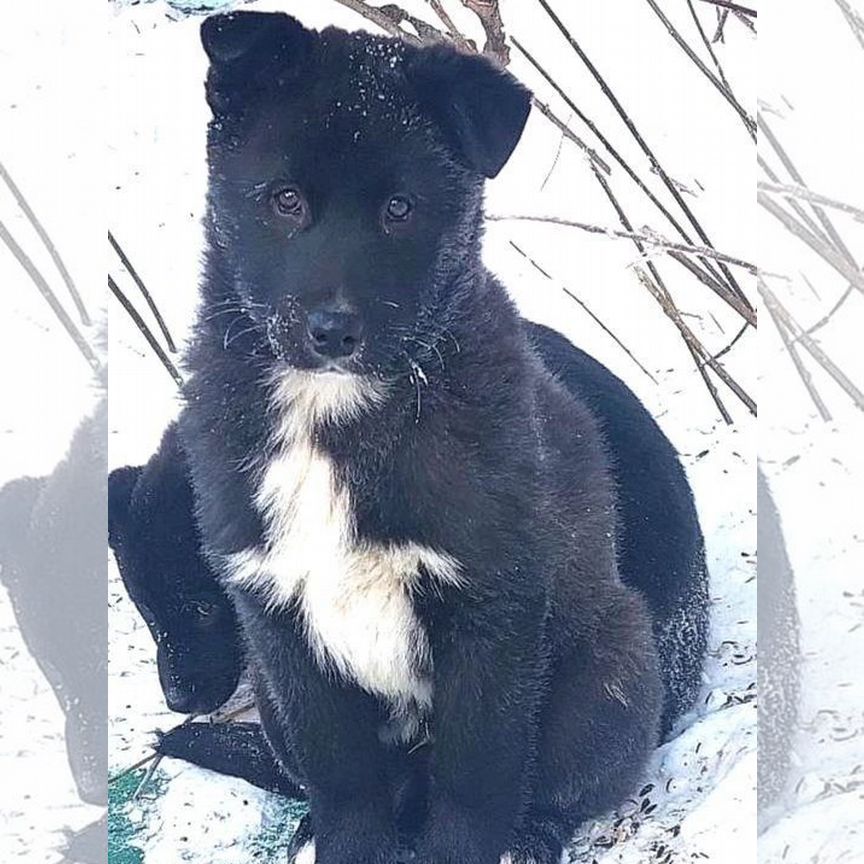 Щенок в добрые руки