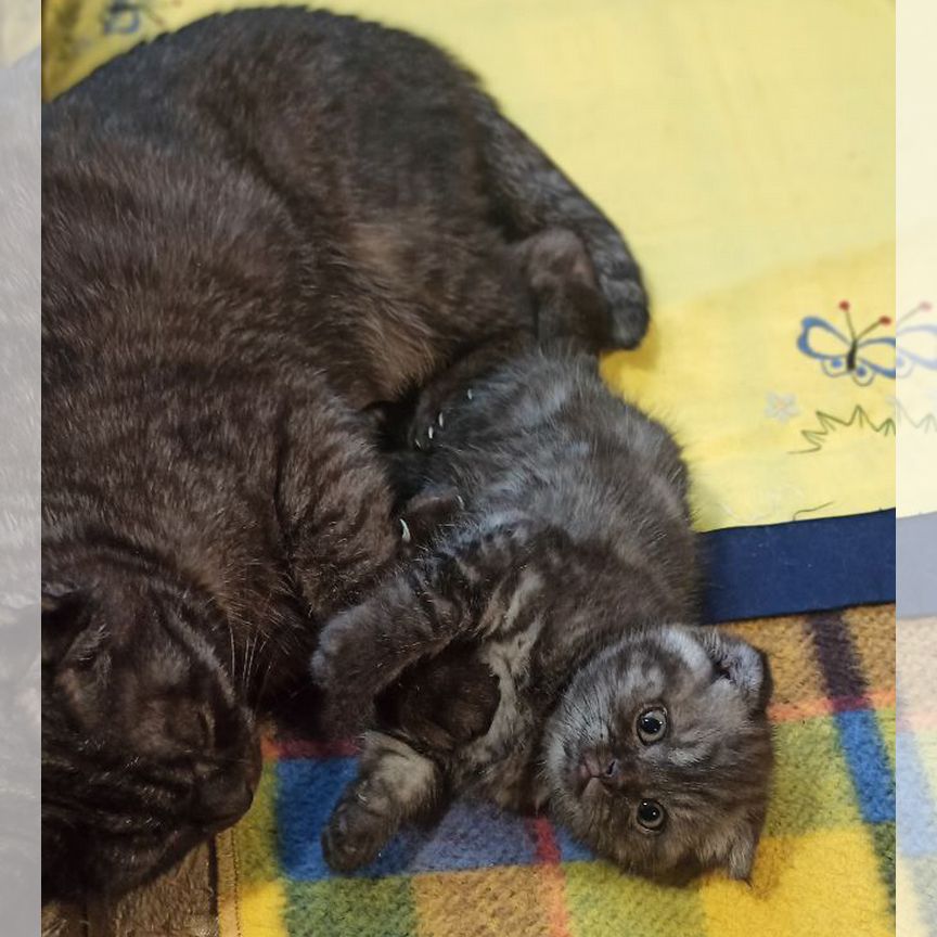 Продаются котята
