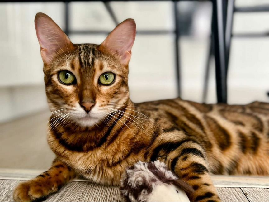 Бенгальская