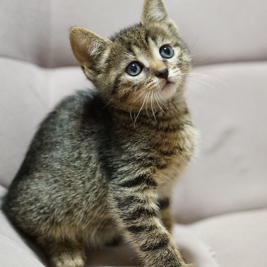 Котёнок Шпротик