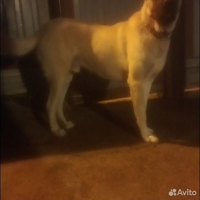 Турецкий кангал