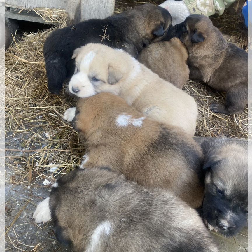 Среднеазиатская овчарка, щенок