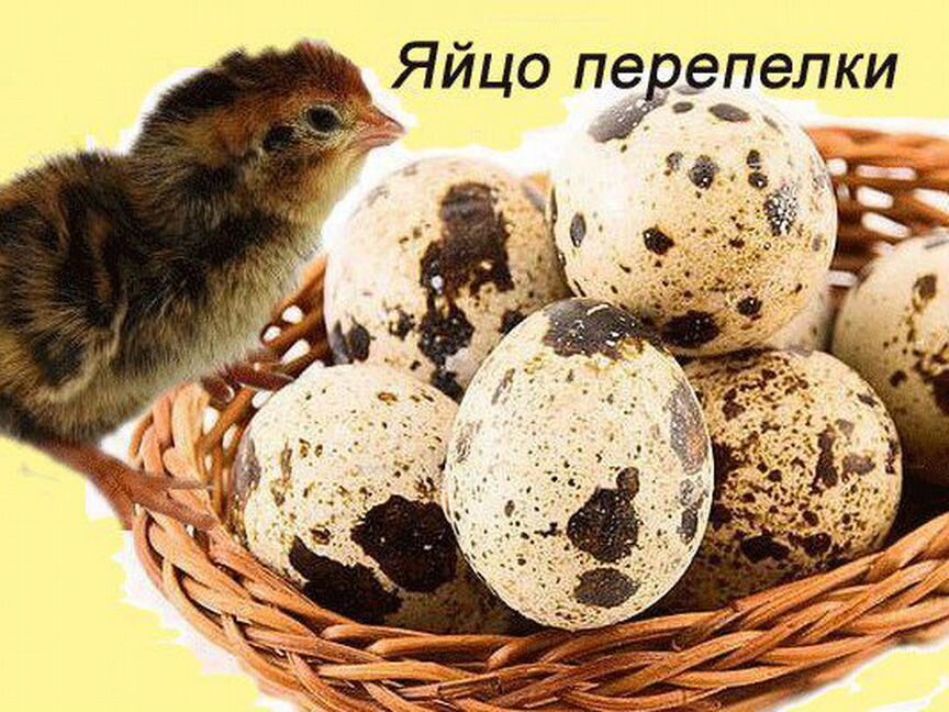 Яйца перепелиные домашние