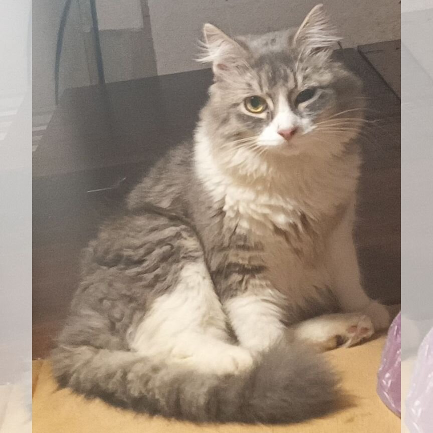 Кот