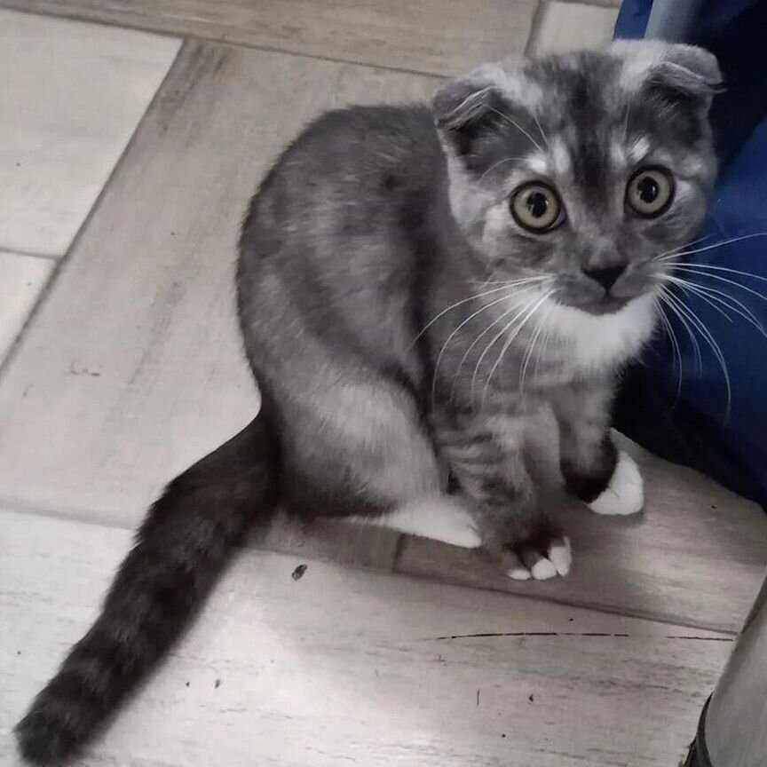 Кошечка в добрые руки