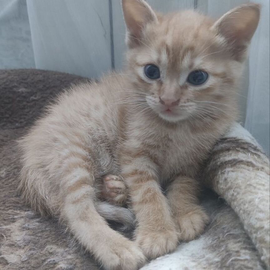 Кошочка в добрые ручки