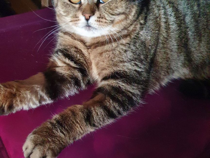 Кошка Мурка