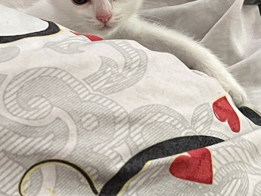 Котенок мальчик Турецкая ангора в добрые руки