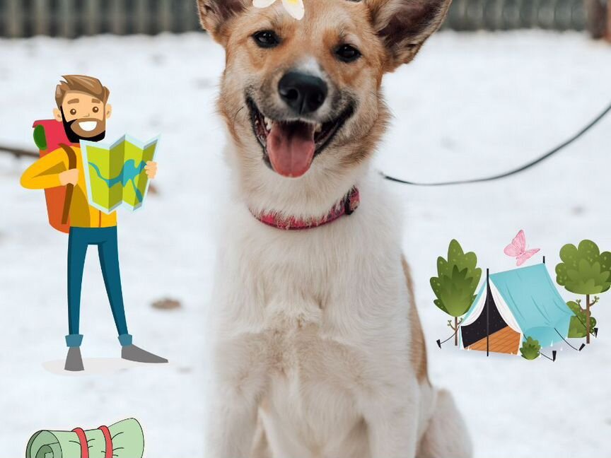 Друг четыре лапы мохнатый хвост в добрые руки