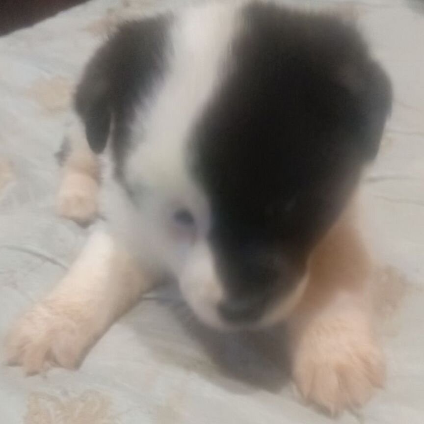 Вельш Корги Кардиган, щенок