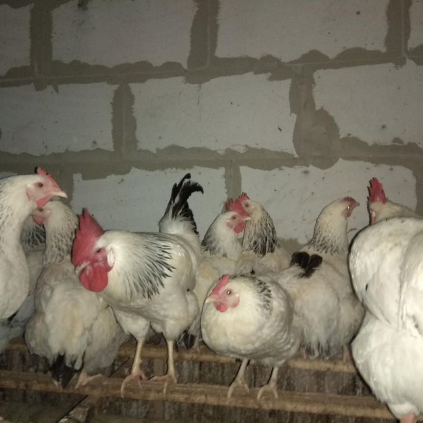 Куры несушки адлерская