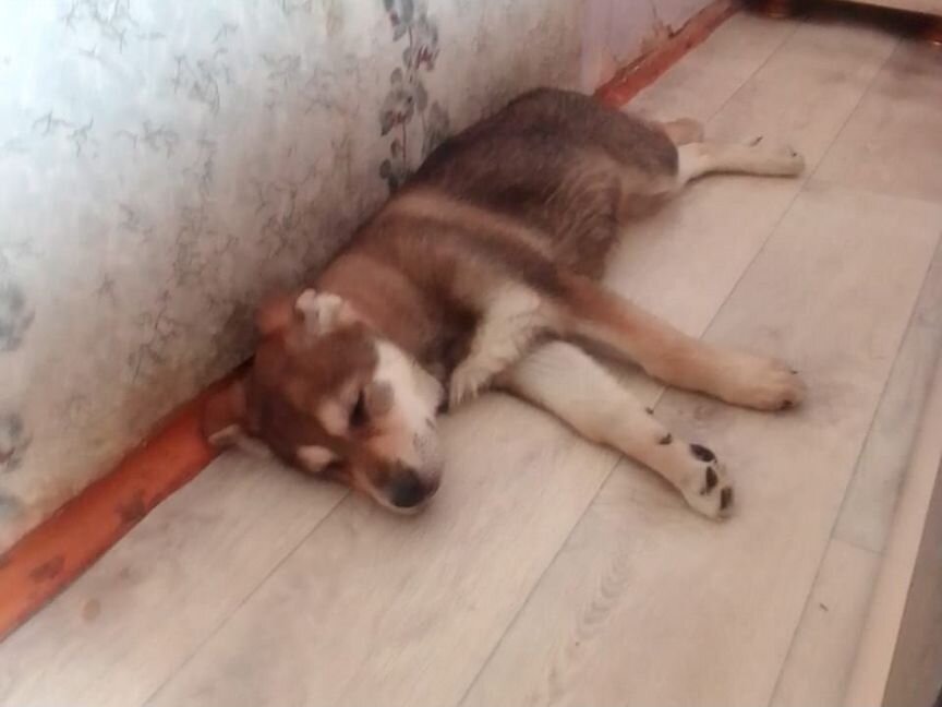 Собака в добрые руки