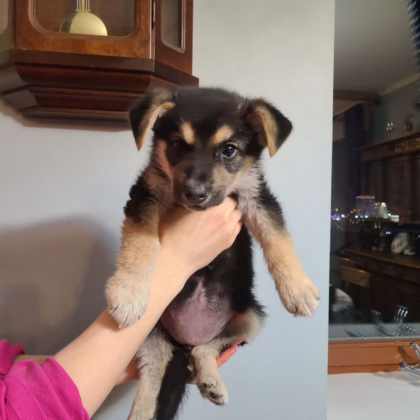 Щенокм2 месяца в добрые руки