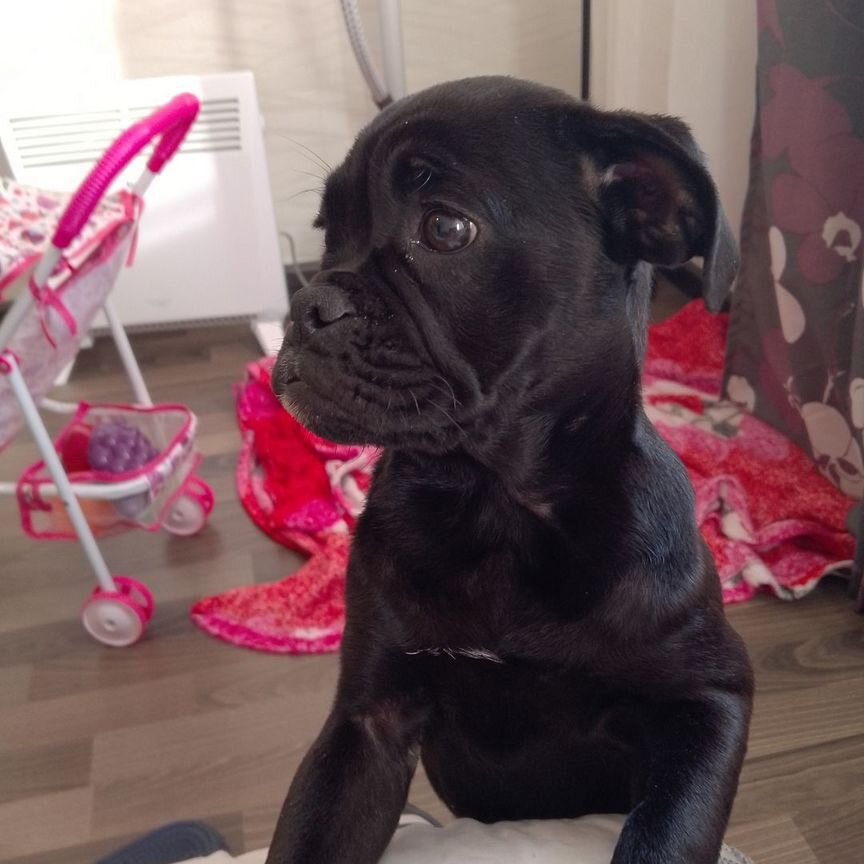 Щенки пти брабансона