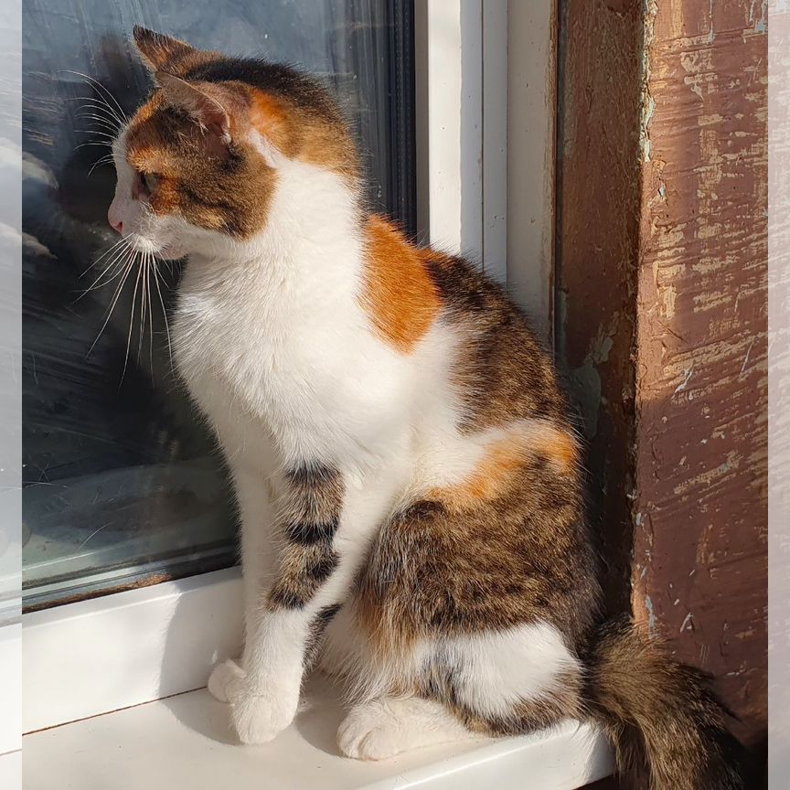 Взрослая, кошка в добрые руки