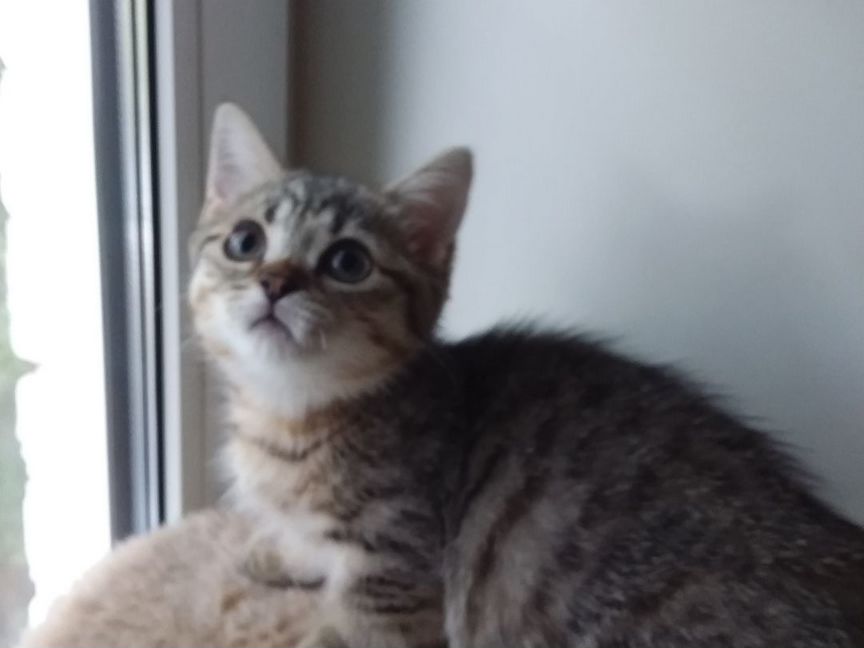Котята манчкин
