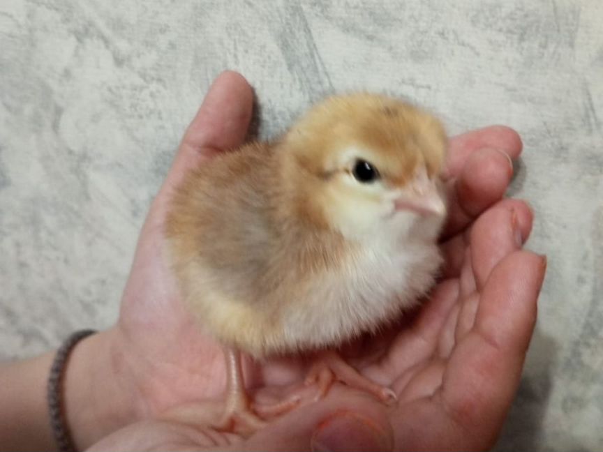 Цыплята 10 шт