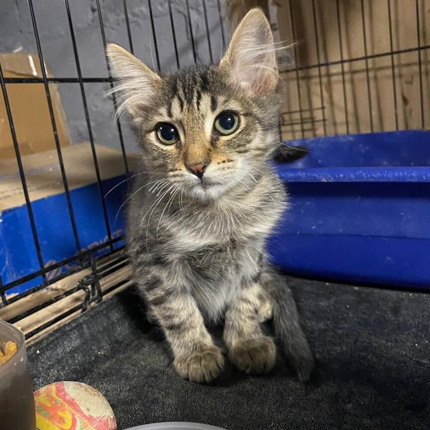 Котёнок из приюта, мальчик, в добрые руки