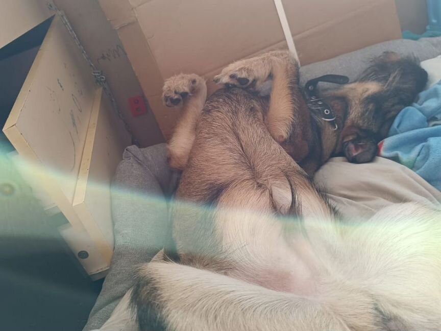 Отдам бесплатно щенка