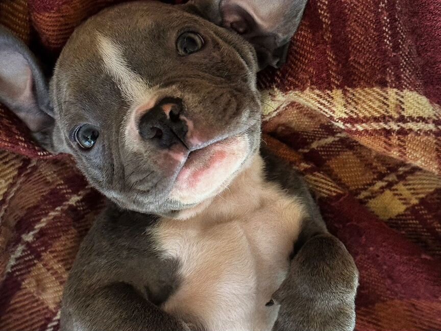 Американский булли микро экзот