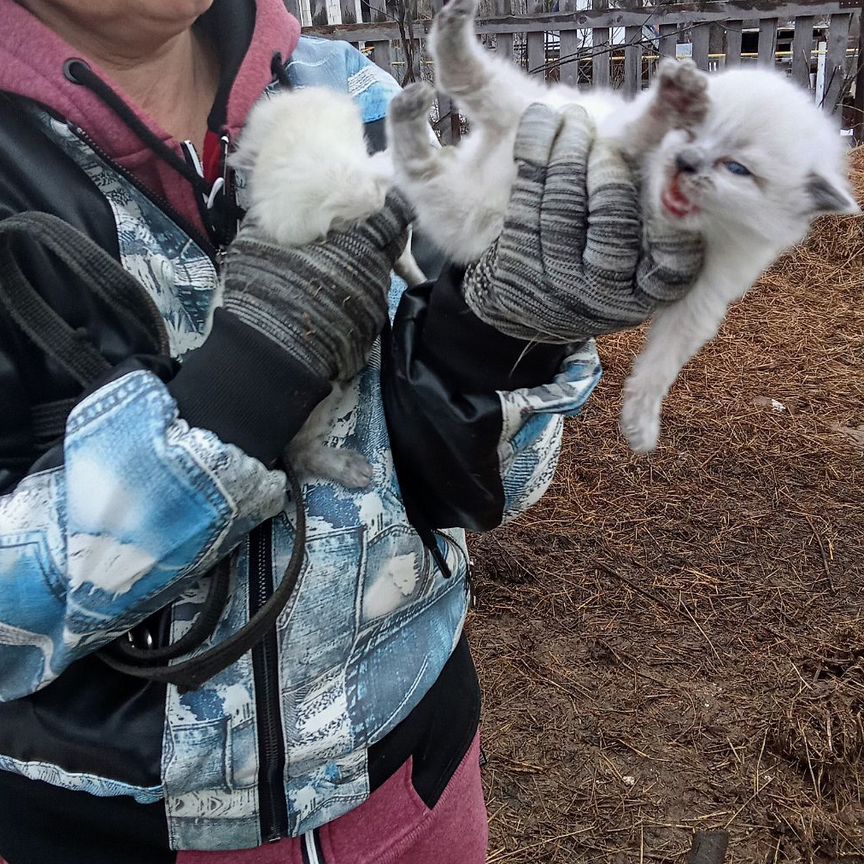 Сибирский котёнок