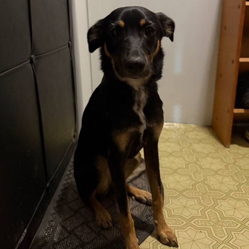 Щенок в добрые руки