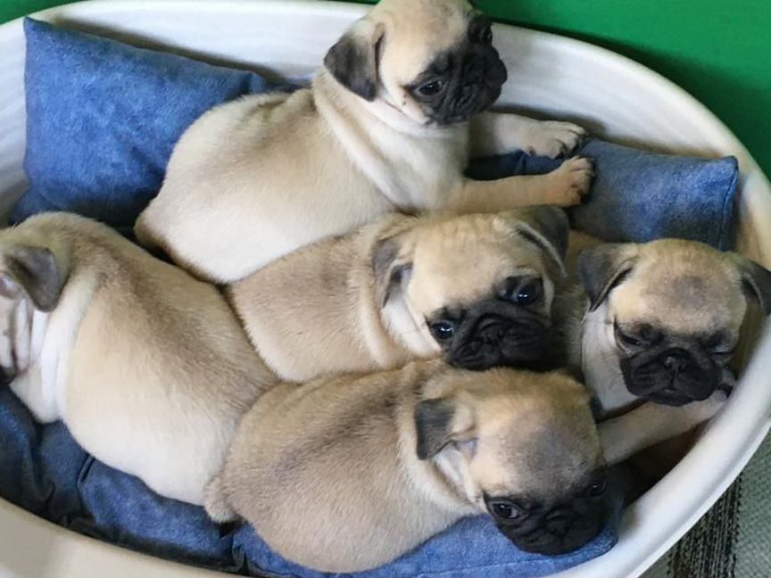 Щенки мопса