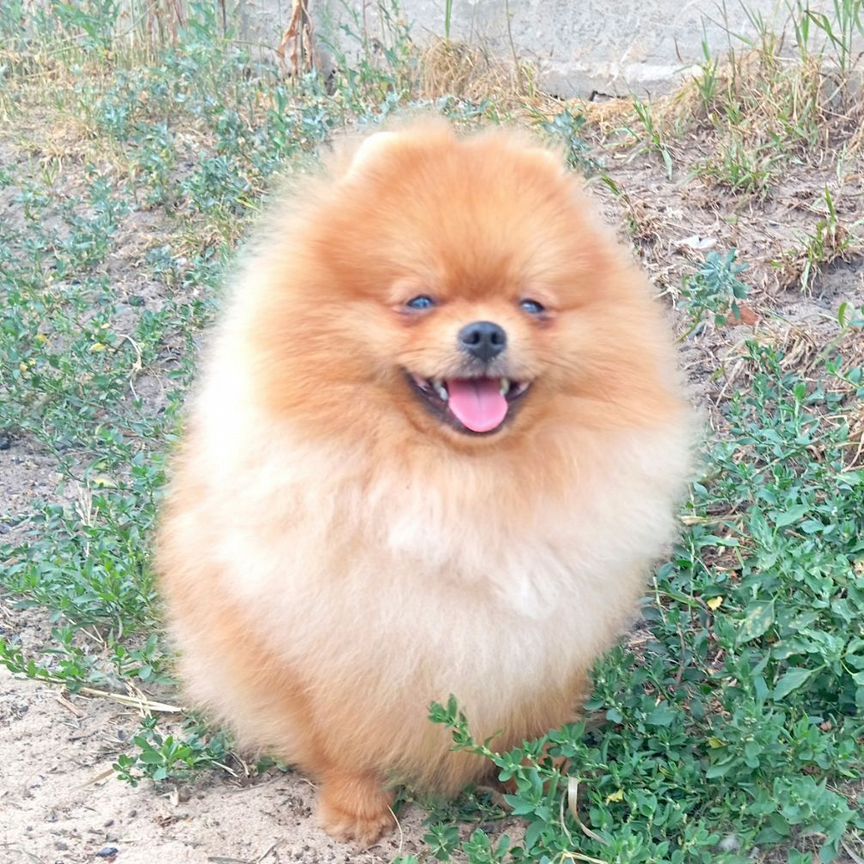 Померанский шпиц