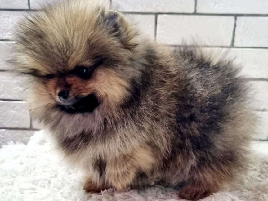Померанский шпиц тип мишка мини