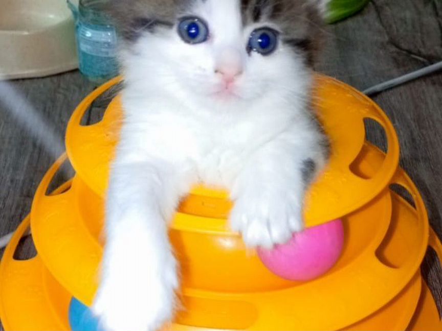 Котенок