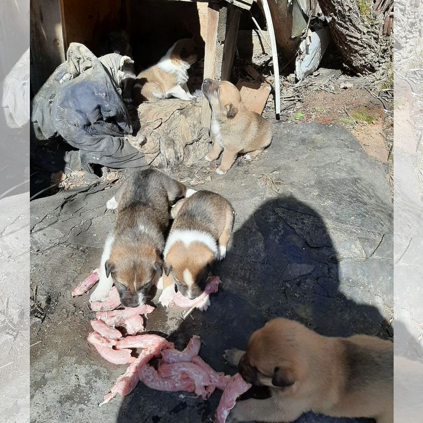 Щенок в добрые руки