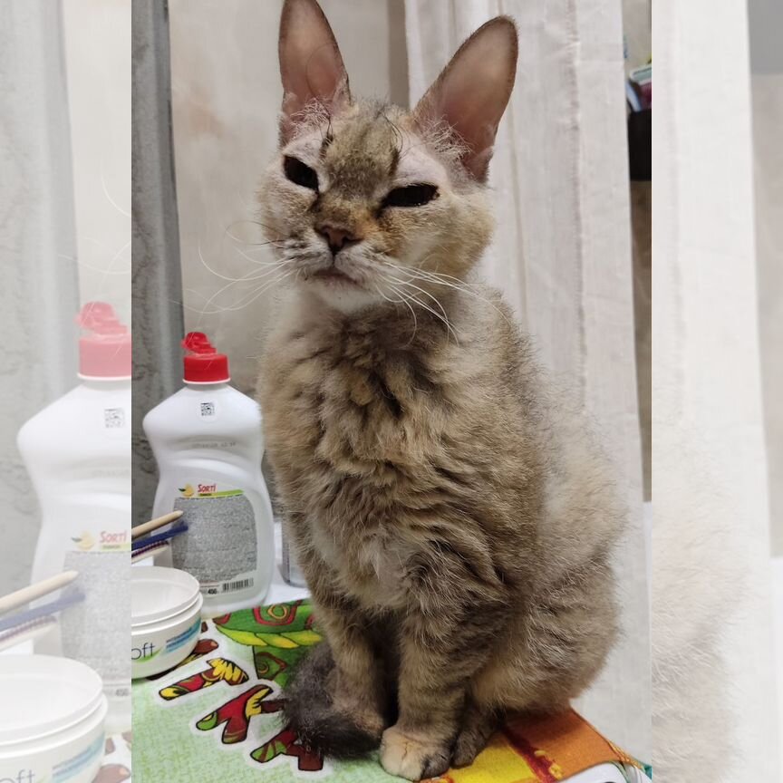 Взрослая, кошка в добрые руки