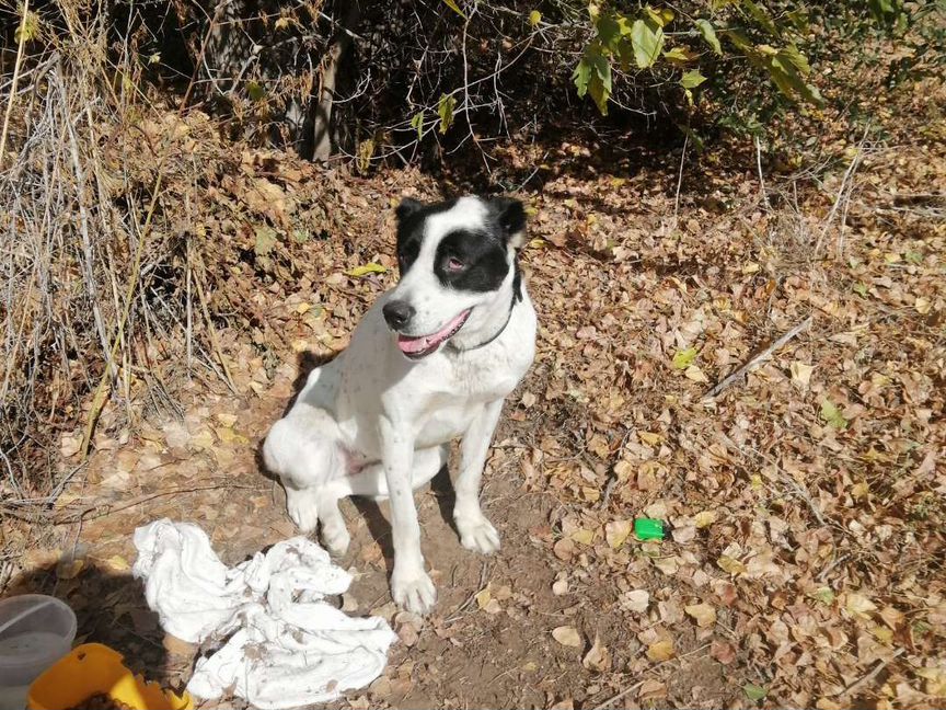 Собака в добрые руки