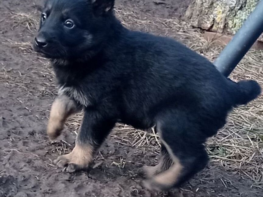 Собака немецкая овчарка