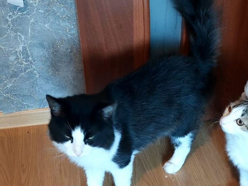 Котик Кекс, 8 месяцев