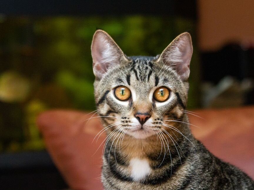 Котенок Сержик, возраст 7 мес в дар