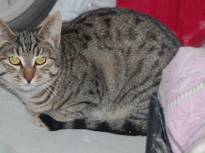 Молодой котик полосатик ищет дом