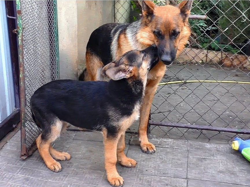 Овчарки - щенки разного окраса -без документов