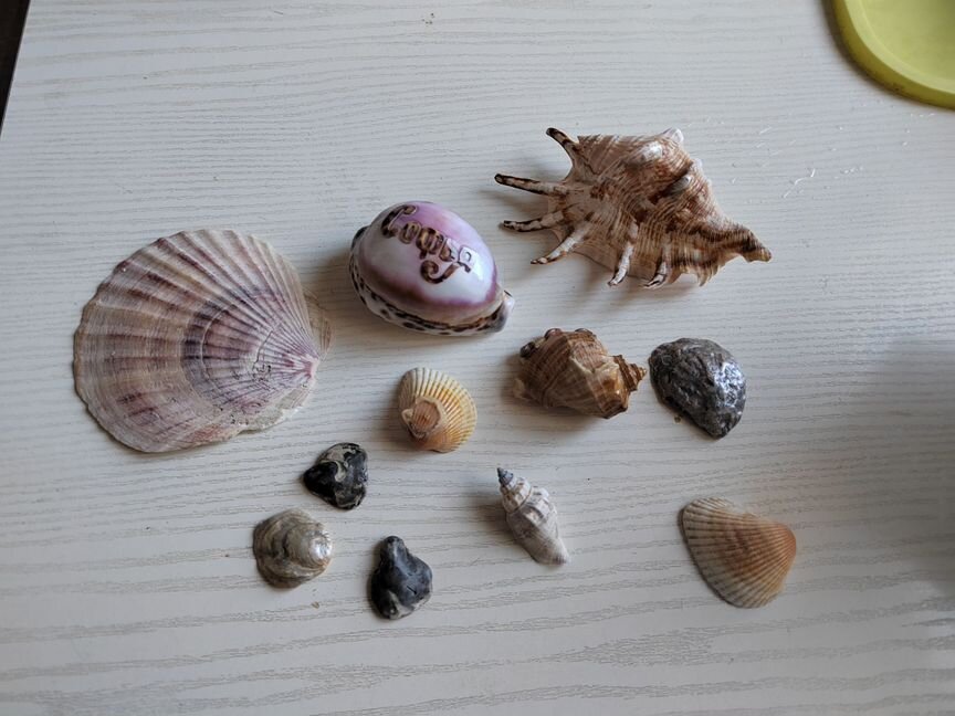 Морские ракушки раковины