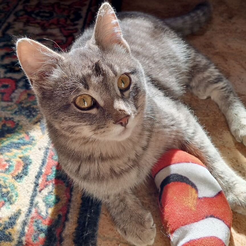 Котёнок в добрые руки