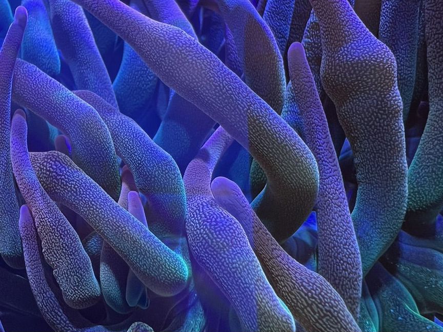 Коралл актиния квадриколор